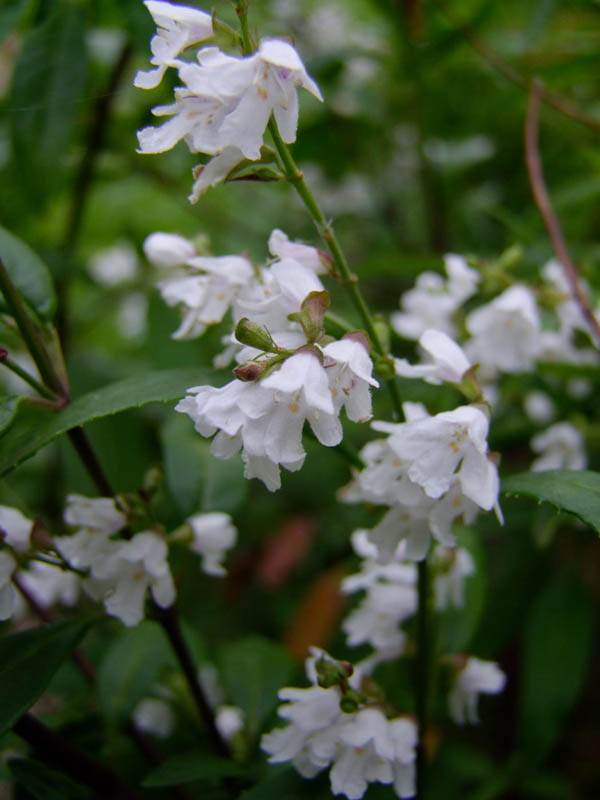Prostanthera lasianthos