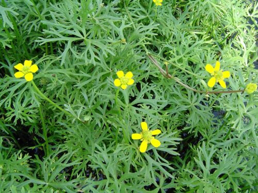 Ranunculus inundatus