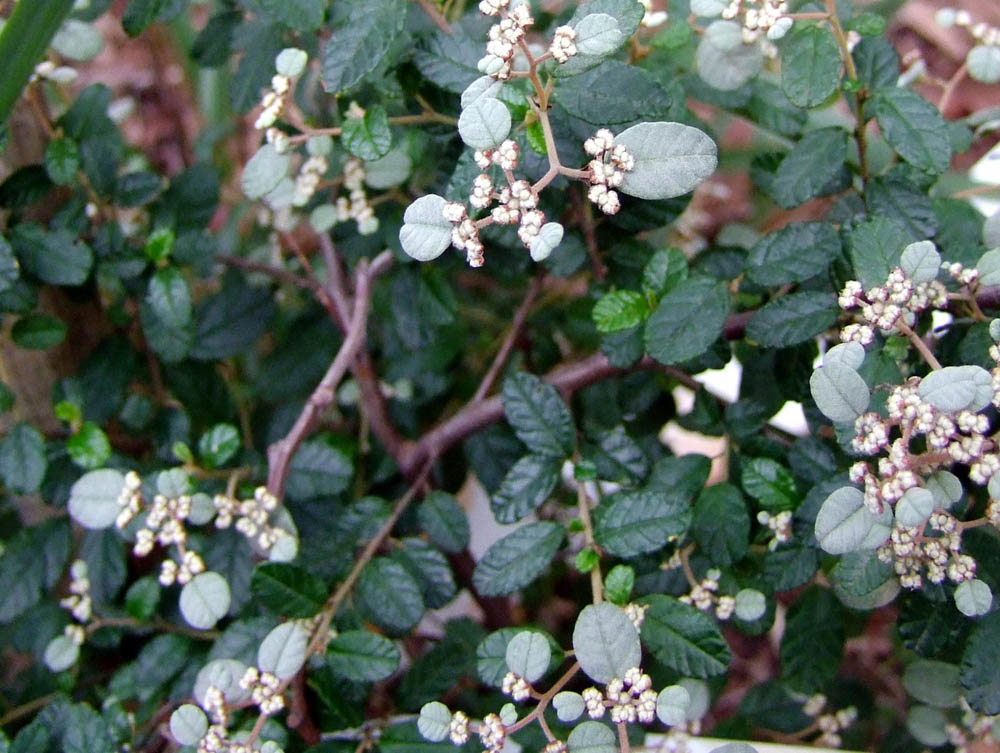 Spyridium parvifolium