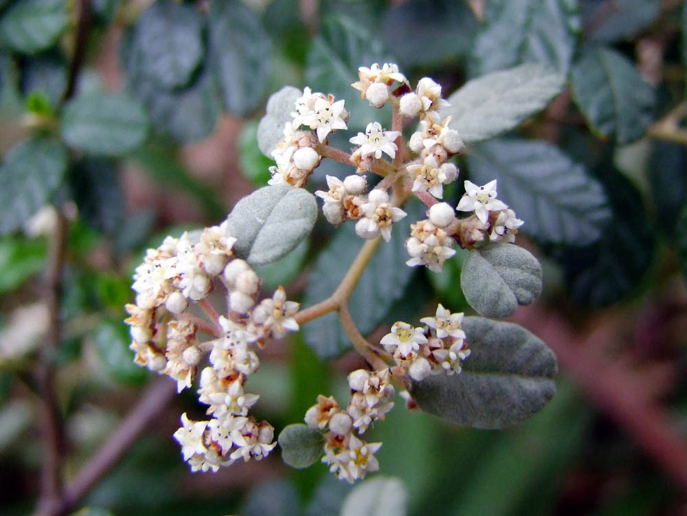 Spyridium parvifolium