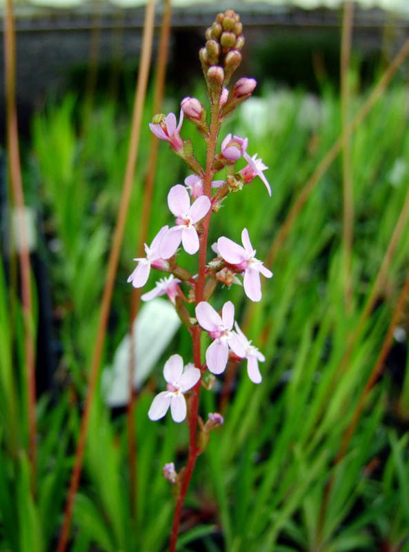 Stylidium armeria