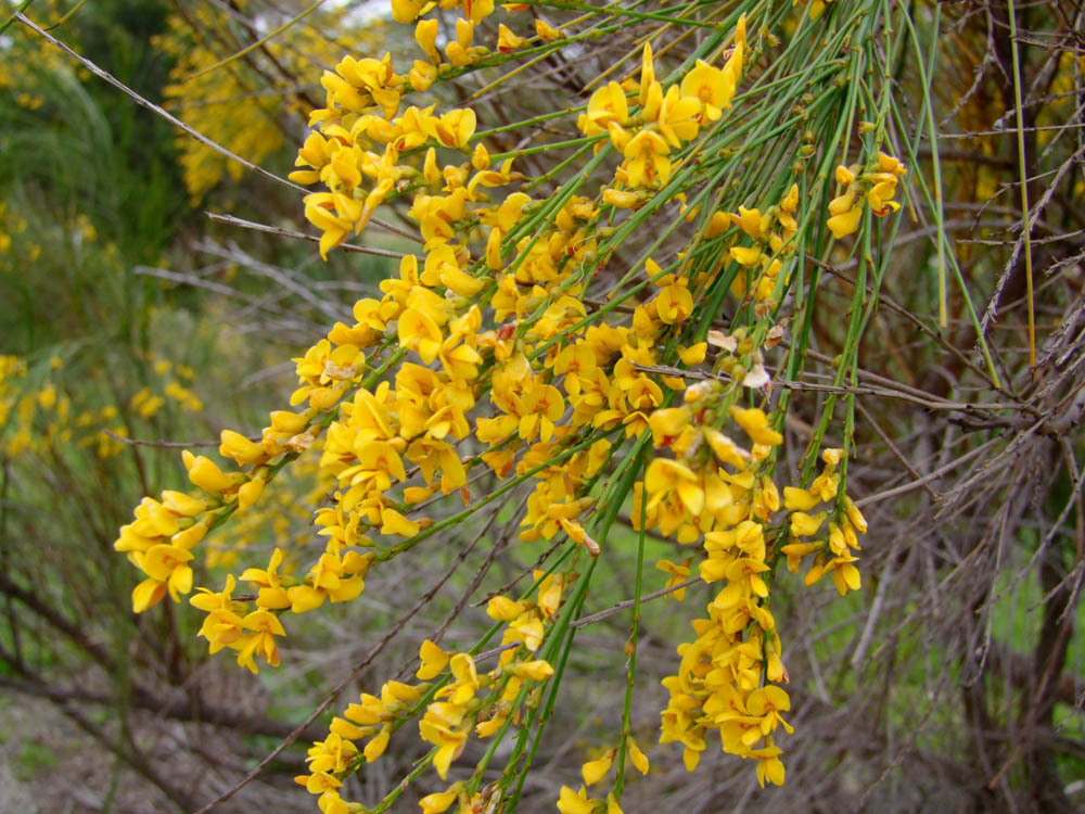 Viminaria juncea