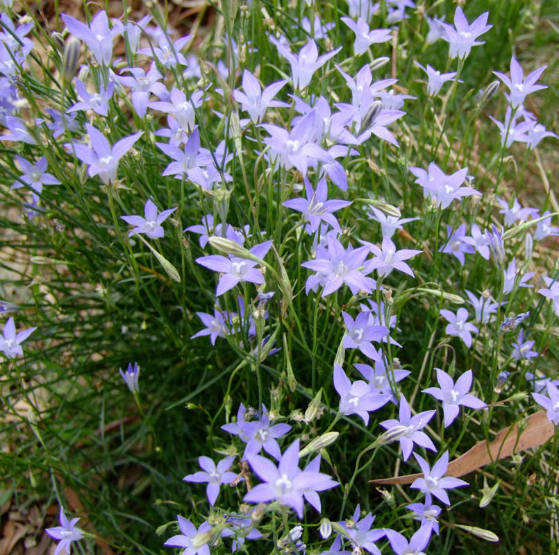 Wahlenbergia capillaris