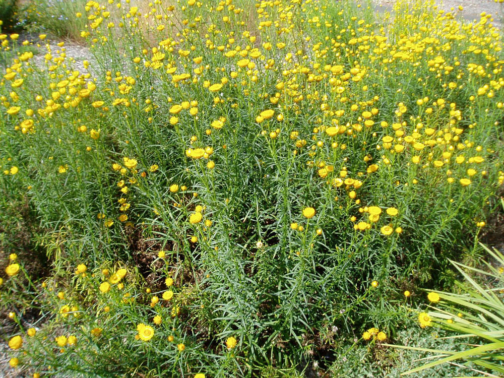 Xerochrysum viscosum