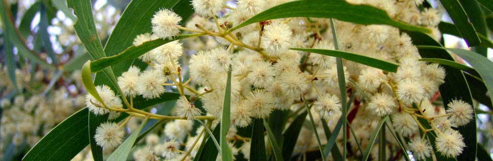 Acacia implexa