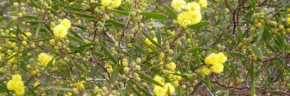 Acacia verniciflua