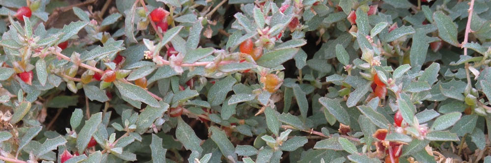 Atriplex semibaccata
