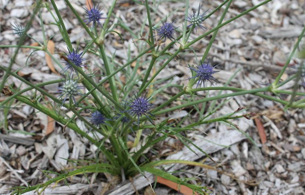 Eryngium ovinum
