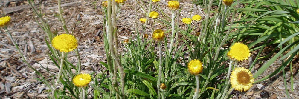 Coronidium scorpioides