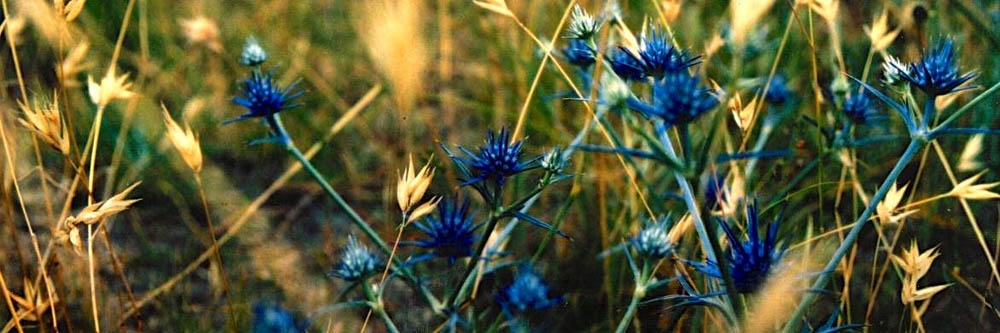 Eryngium ovinum
