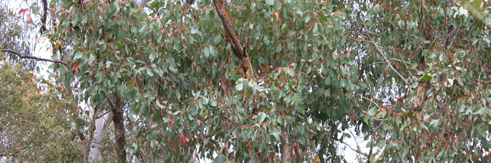 Eucalyptus polyanthemos