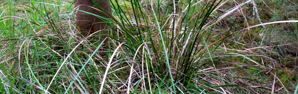 Lepidosperma laterale