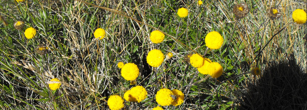 Leptorhynchos squamatus