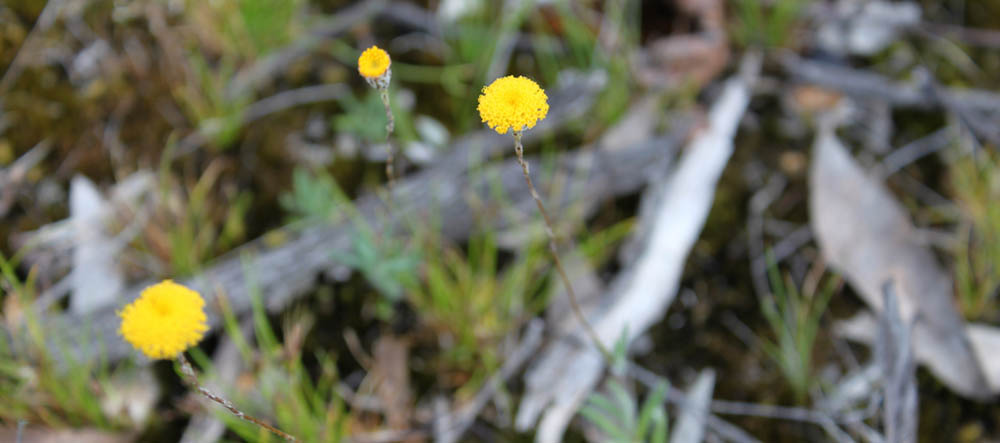 Leptorhynchos tenuifolius