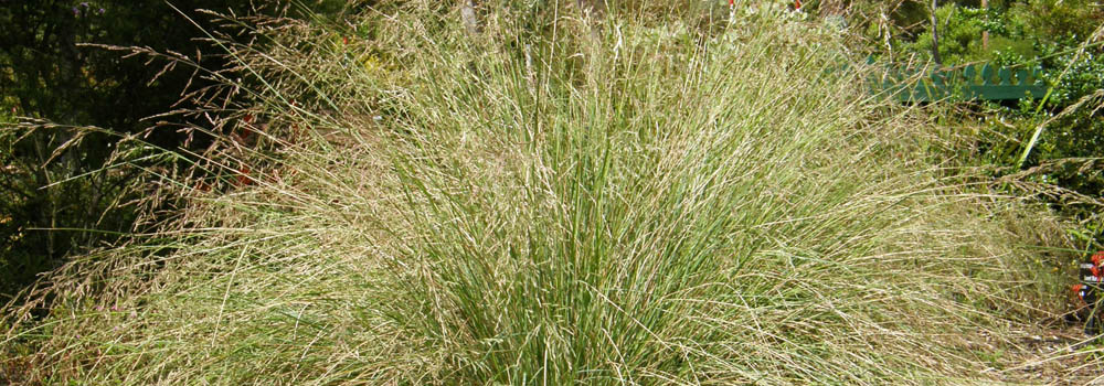 Poa morrisii