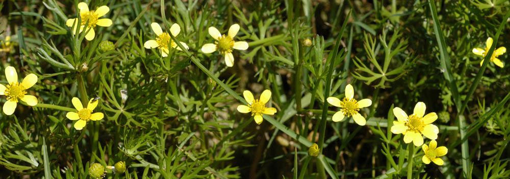 Ranunculus inundatus