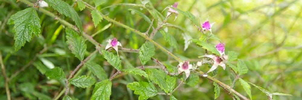 Rubus parvifolius