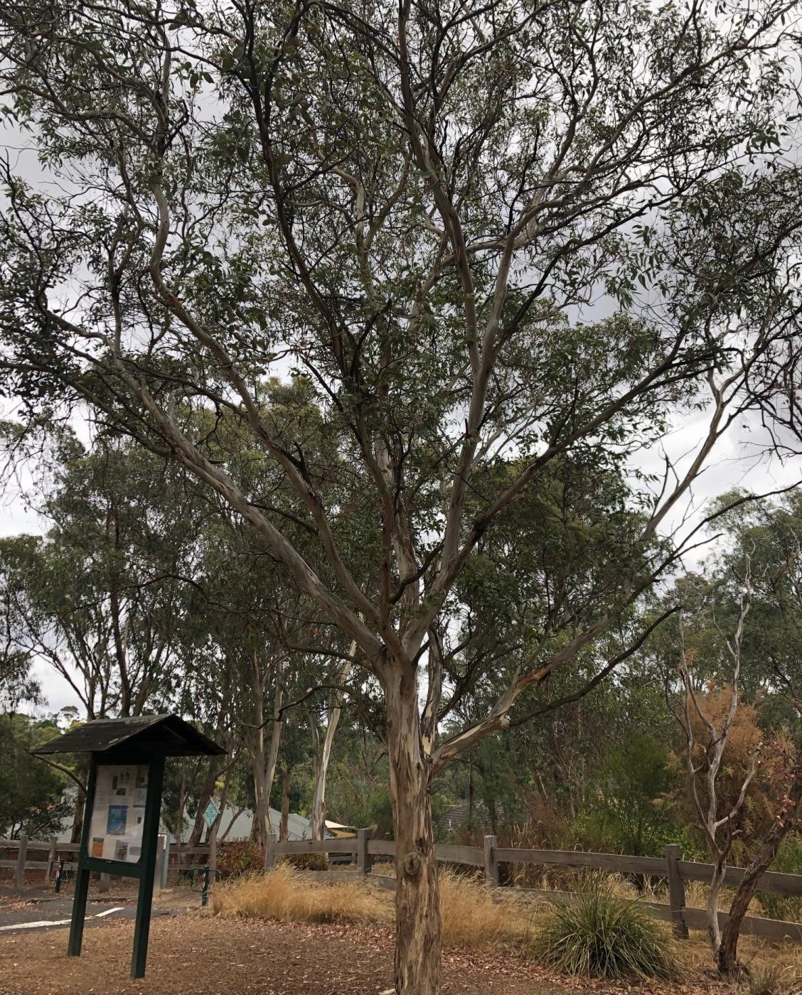 Eucalyptus leucoxylon ssp.connata